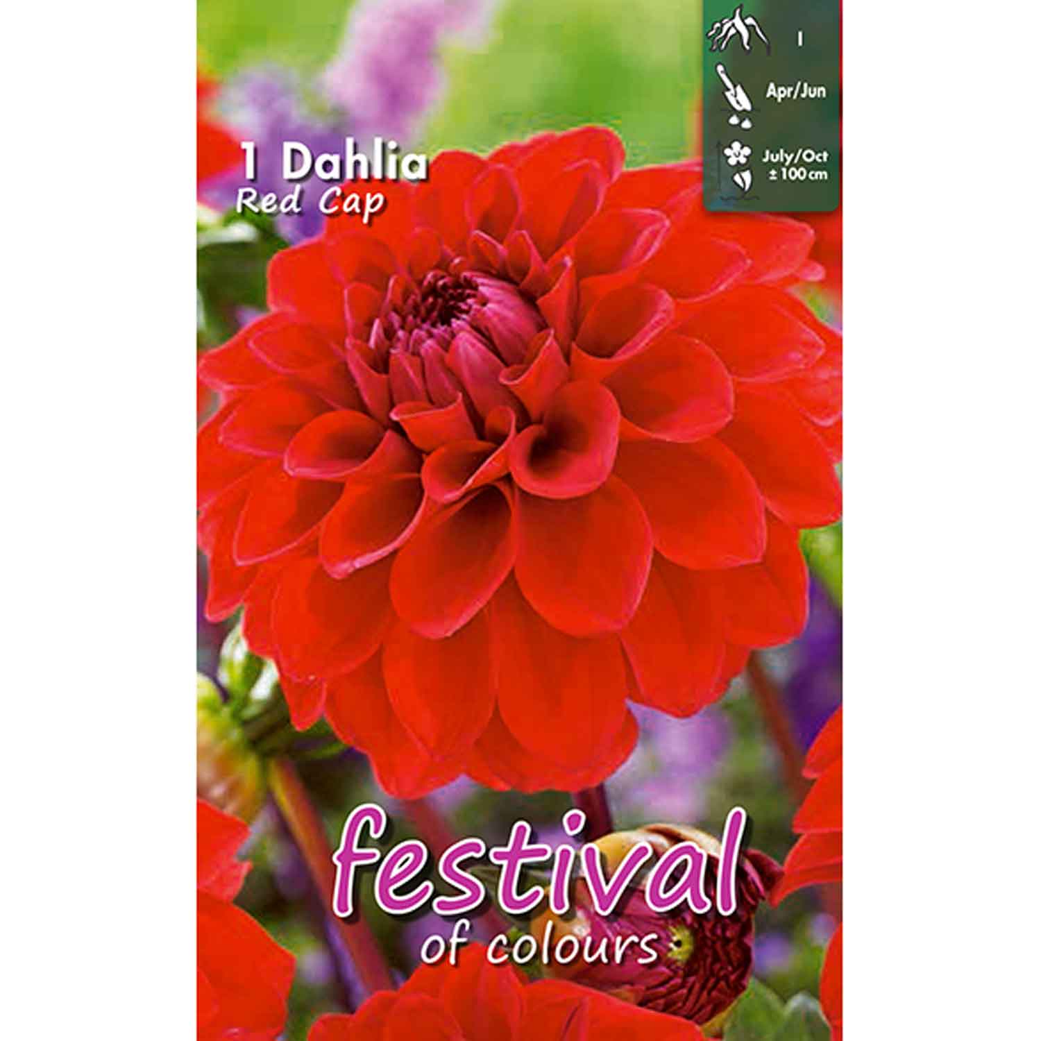 Dahlia Red Cap Ball | Kun DKK 21 | Laubjerg Havecenter