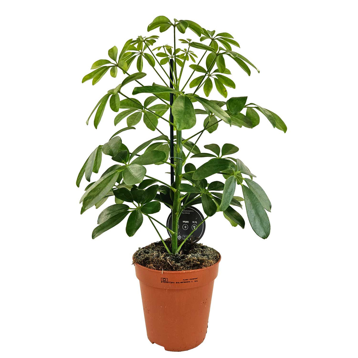 Umbrella tree - Schefflera arb. 'Nora' 13cm