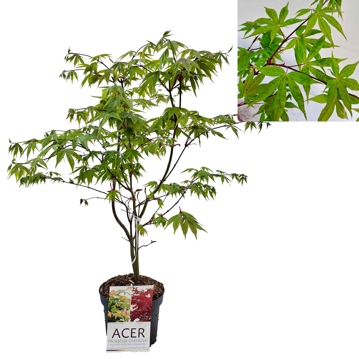 Acer pal. 'Osakazuki' 50-60 cm. 4L
