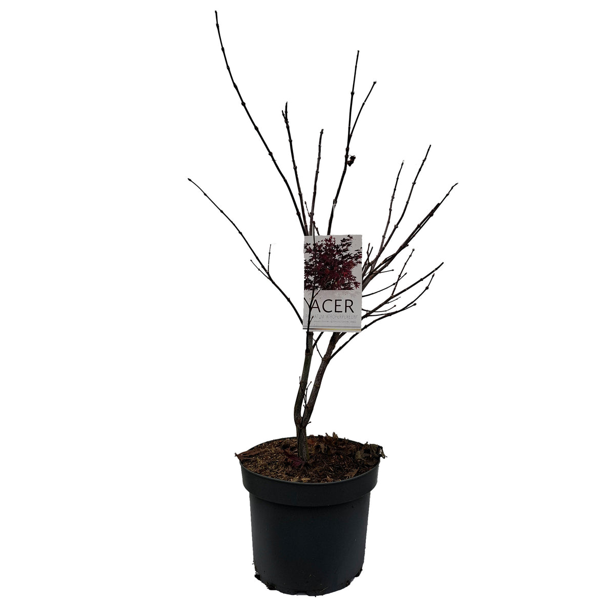 Acer palmatum 'Atropurpureum' 60-70 cm 10L