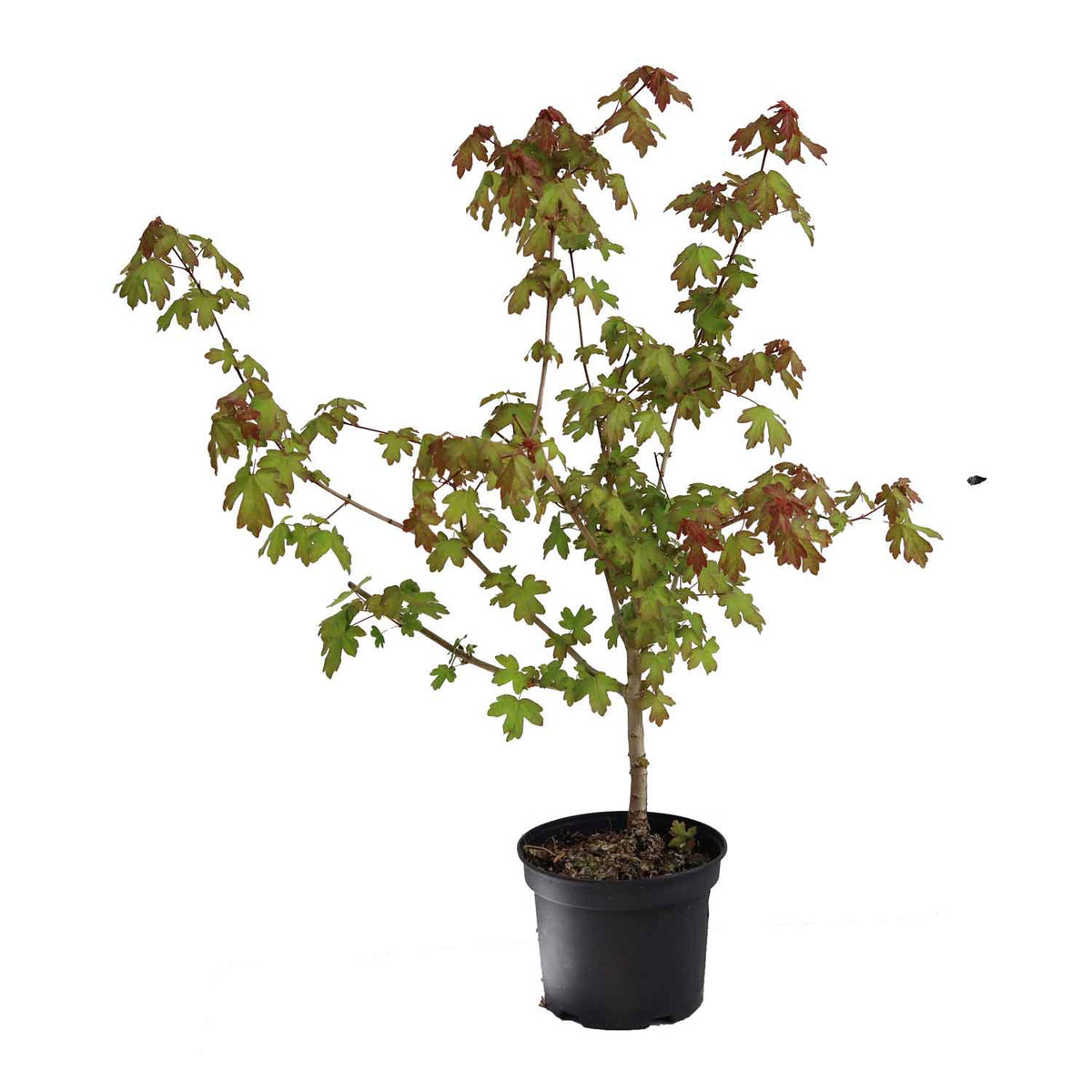 Navr - Acer campestre 30/40cm C3