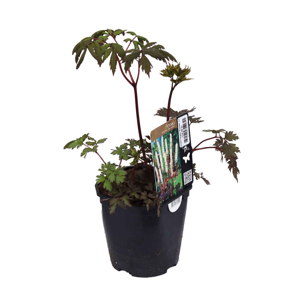 Sølvlys - Actaea simplex 'Brunette' C2