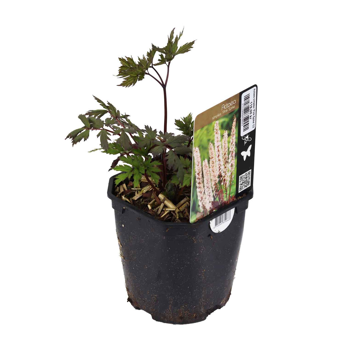 Sølvlys - Actaea simplex 'Pink Spike' C2