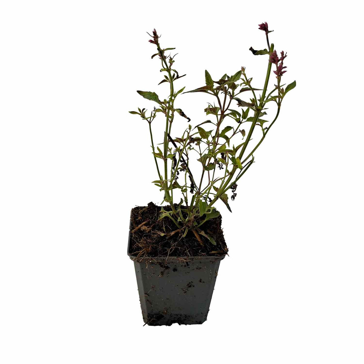 Indianermynte - Agastache 'Rosie Posie' P9