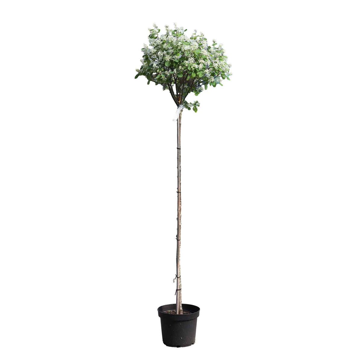 Bærmispel - Amelanchier ovalis 'Helvetica' 120 cm st