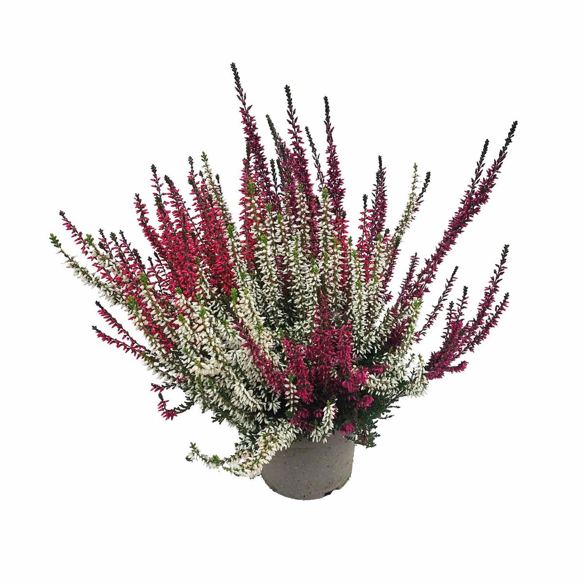 Efterårslyng - Calluna vulgaris Trio mix 13cm