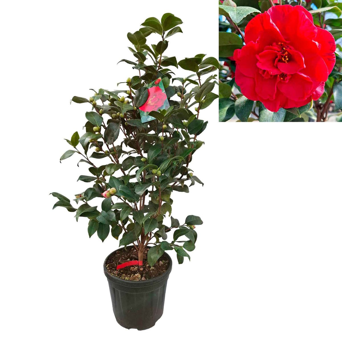 Camellia japonica 'Dr. Burnside' 10L