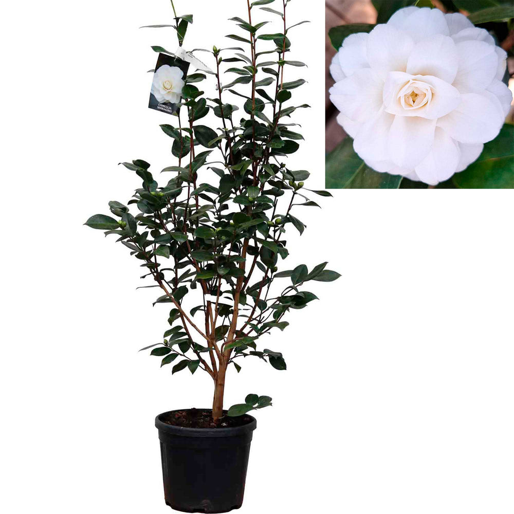 Camellia japonica Shiragiku 10L | Gratis levering | Køb Online