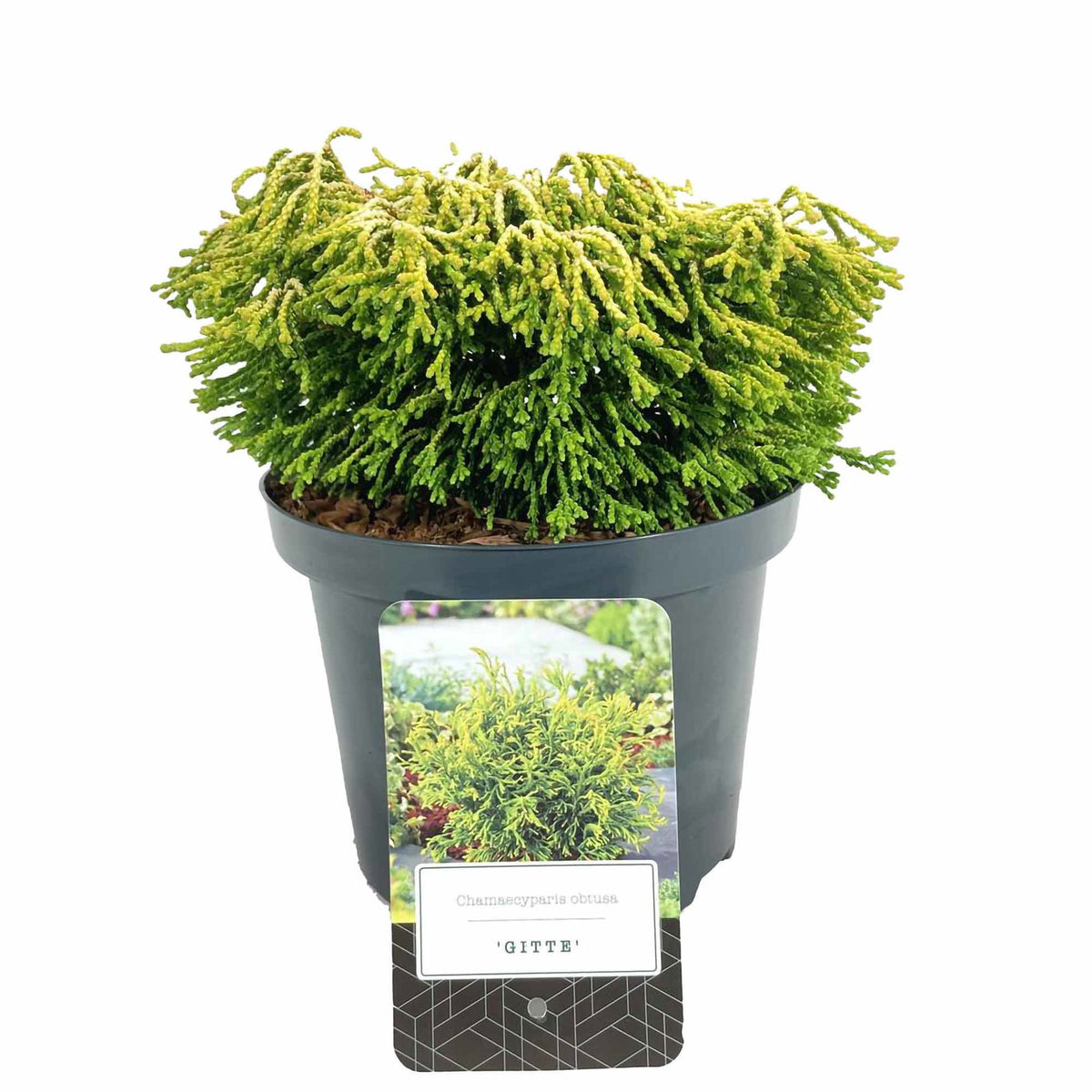 Chamaecyparis obtusa 'Gitte' C2.5