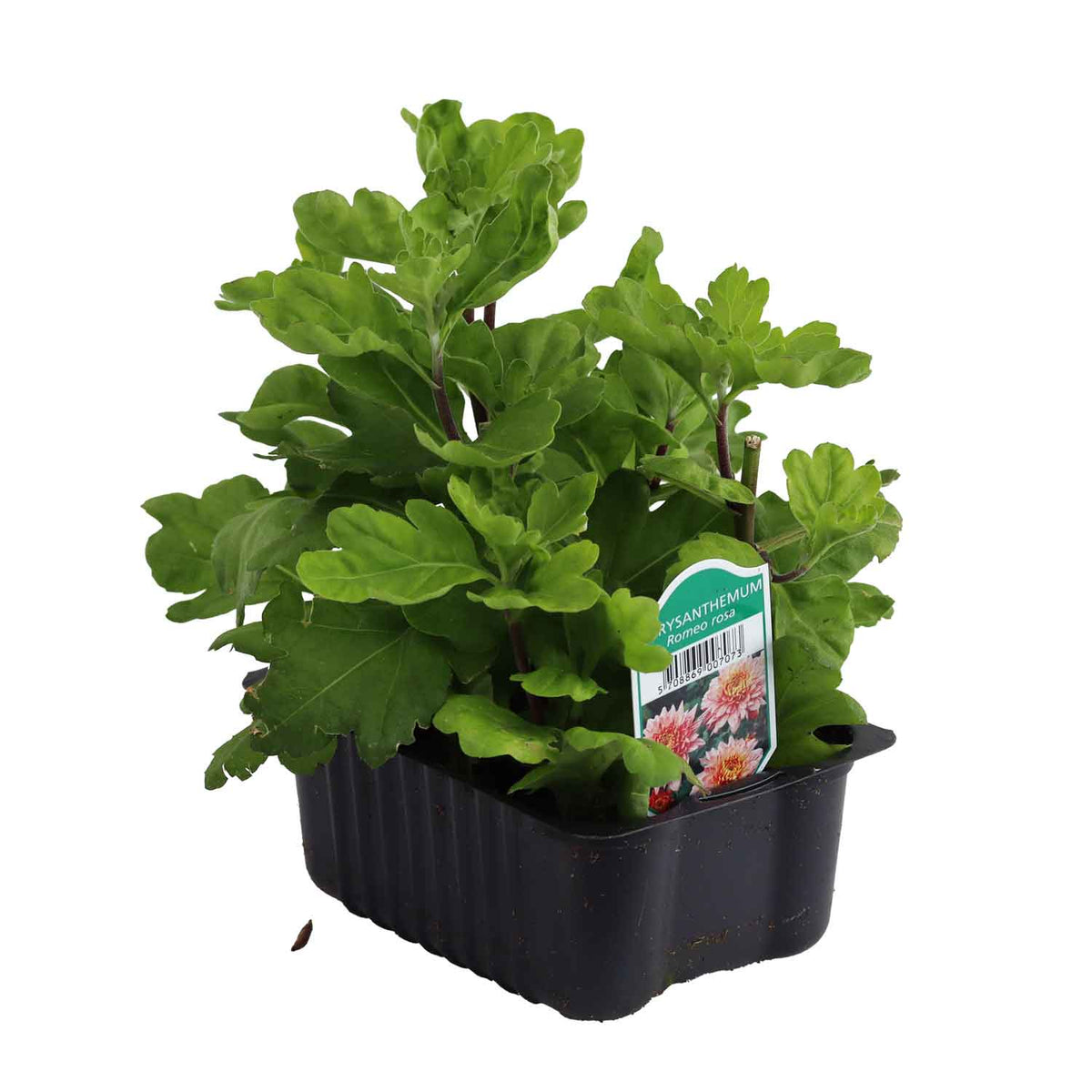 Winter asters - Chrysanthemum cuttings in box