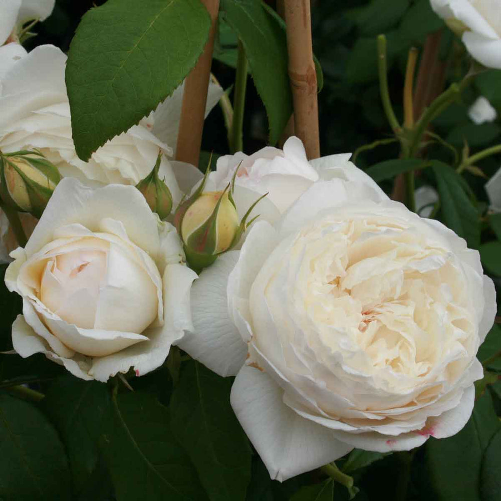Rose 'Claire Austin' (Ausprior) - Barrods