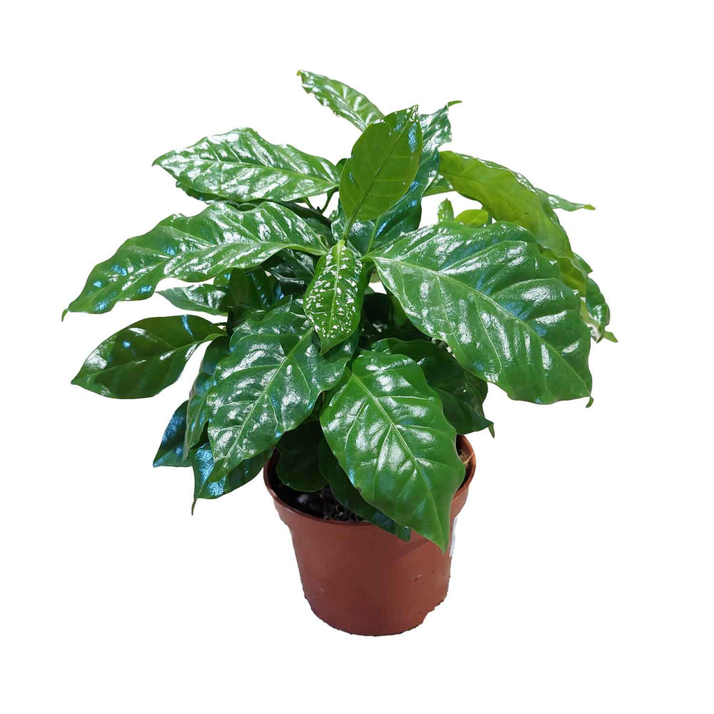 Kaffeplante - Coffea arabica 12cm
