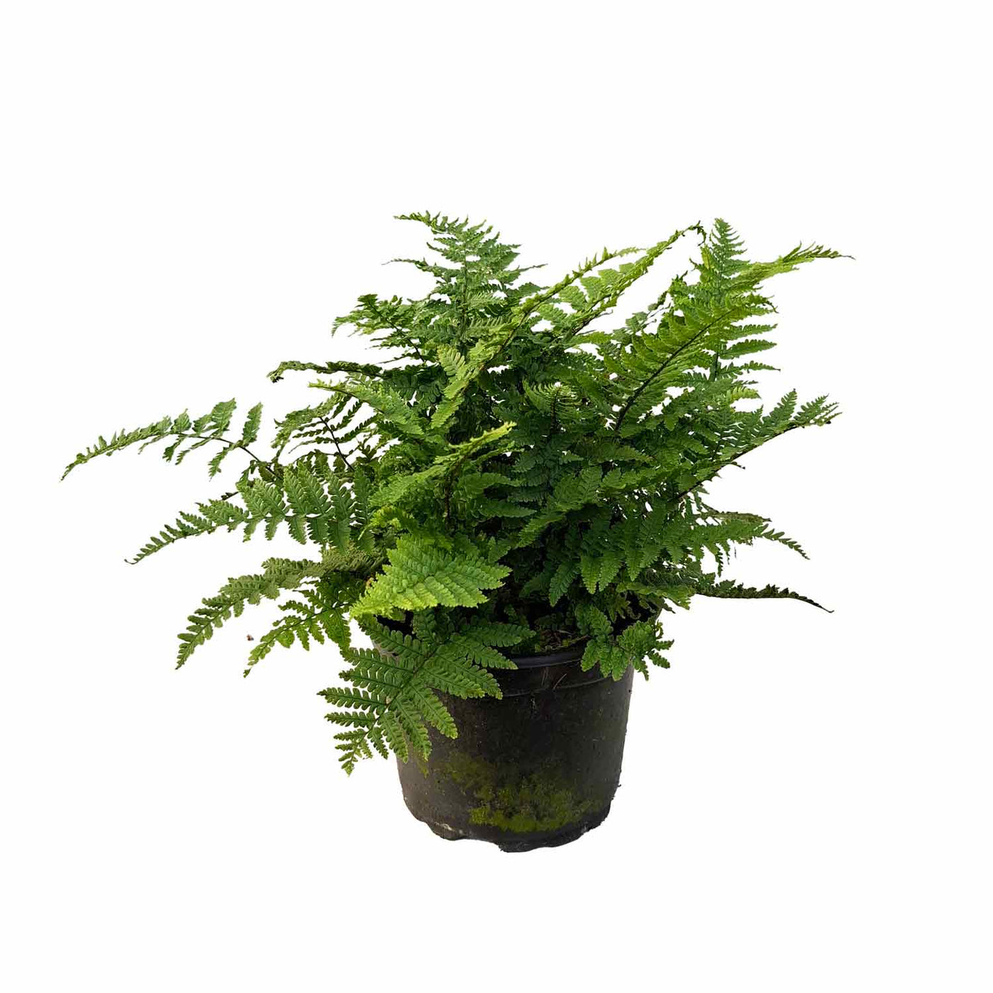 Kruset mangeløv - Dryopteris affinis 'Crispa' 2L