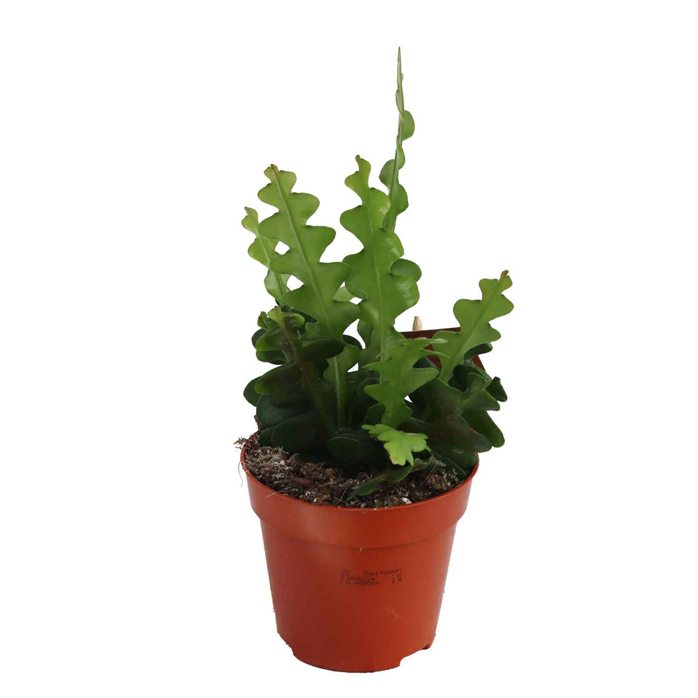 Epiphyllum anguliger - Herringbone cactus
