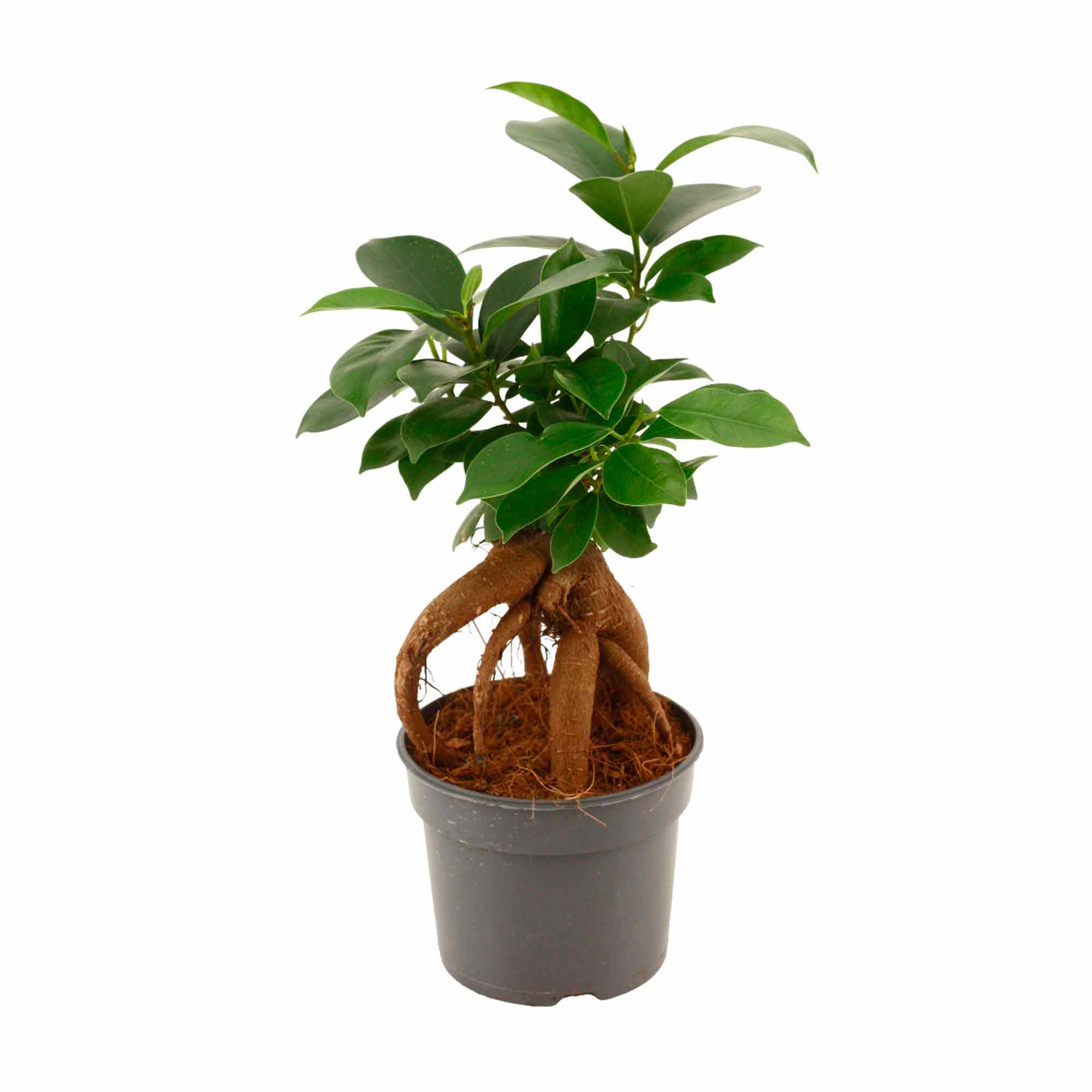 Ficus microcarpa Ginseng retusa 9cm | Köp online