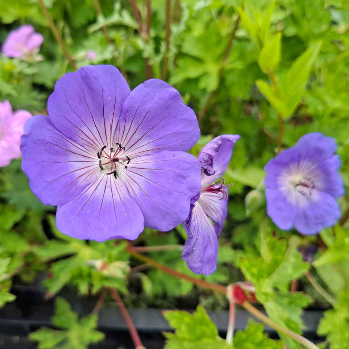 Geranium Rozanne 9cm | Kun DKK 69 | Laubjerg Havecenter