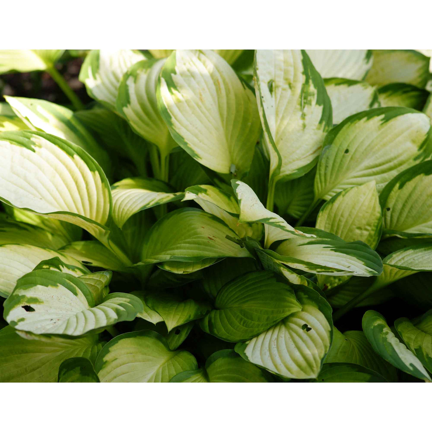 Hosta 'Gold Standard' P9