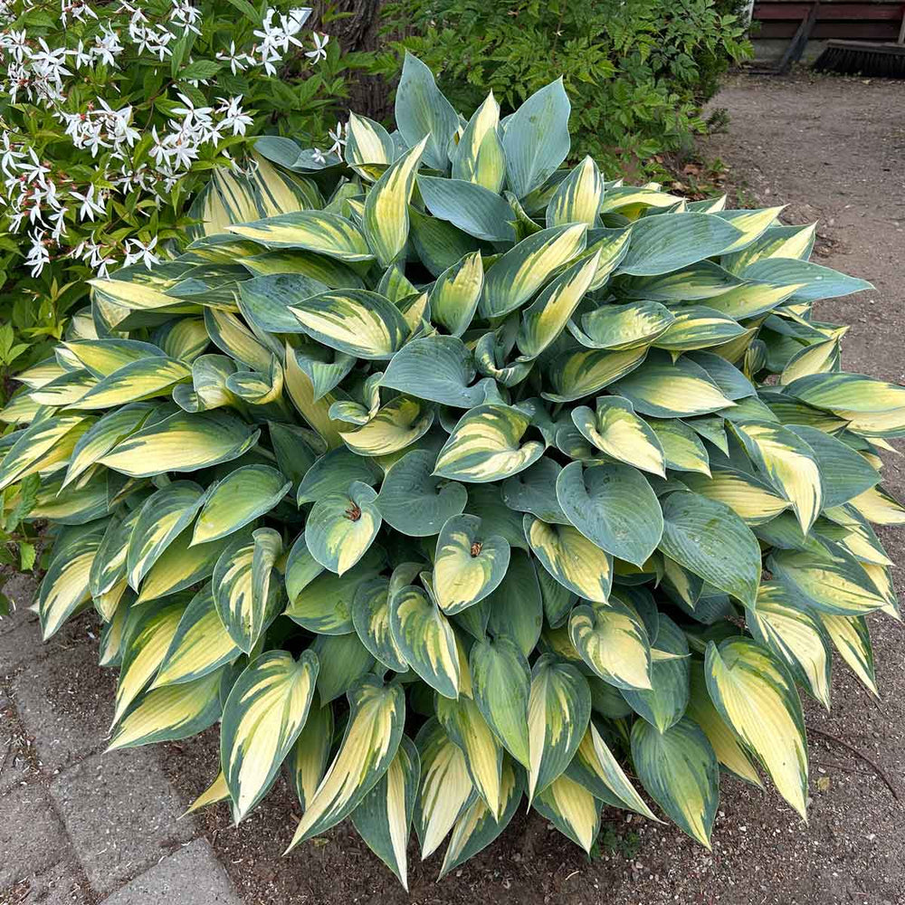 Hosta 'June' P9
