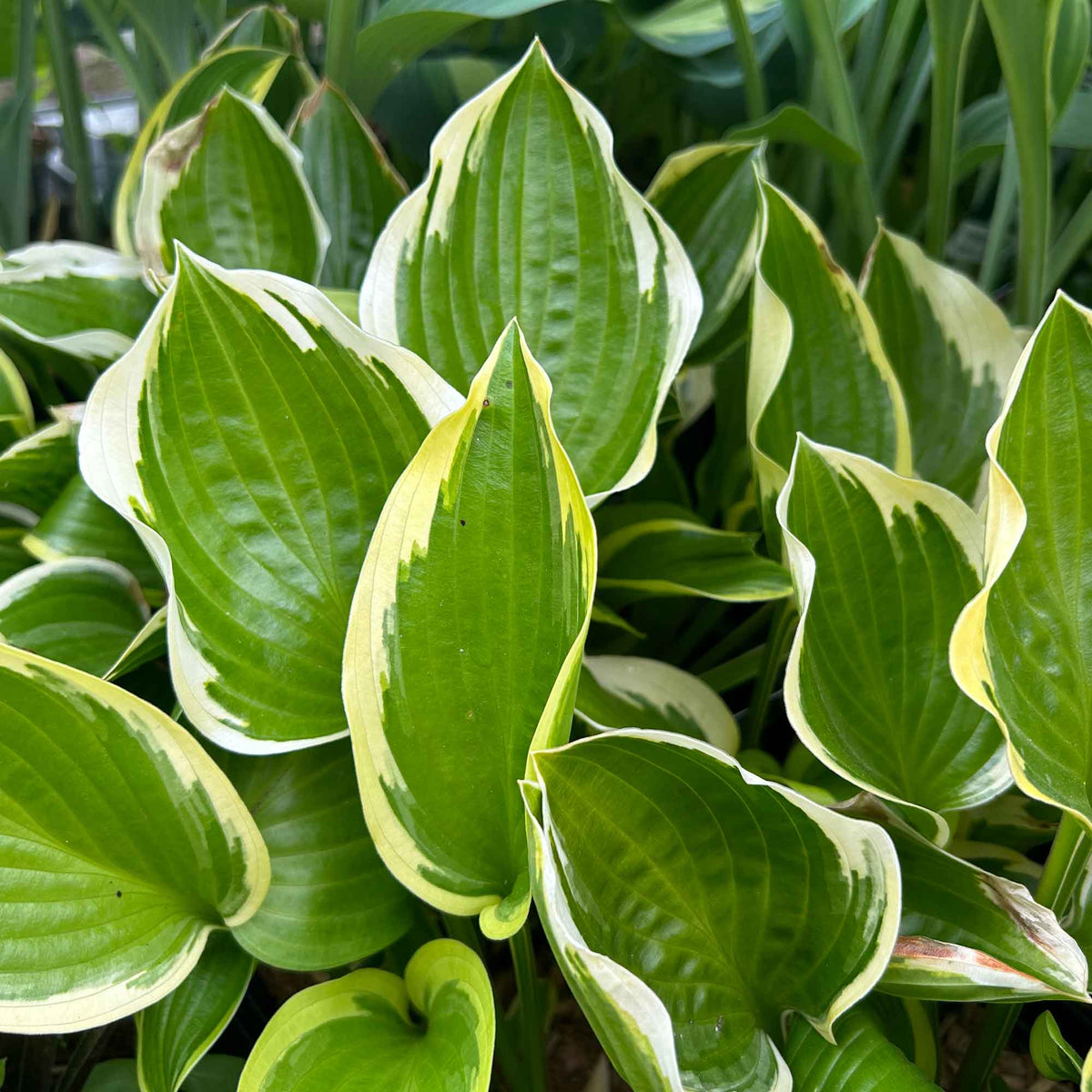 Hosta 'Queen Josephine' 9cm