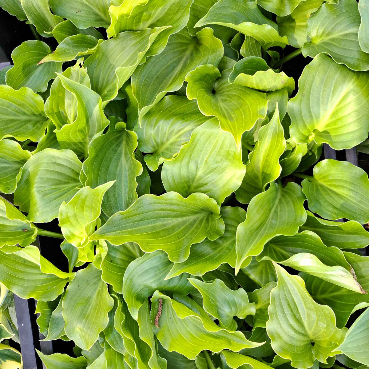 Hosta 'Invincible' P9