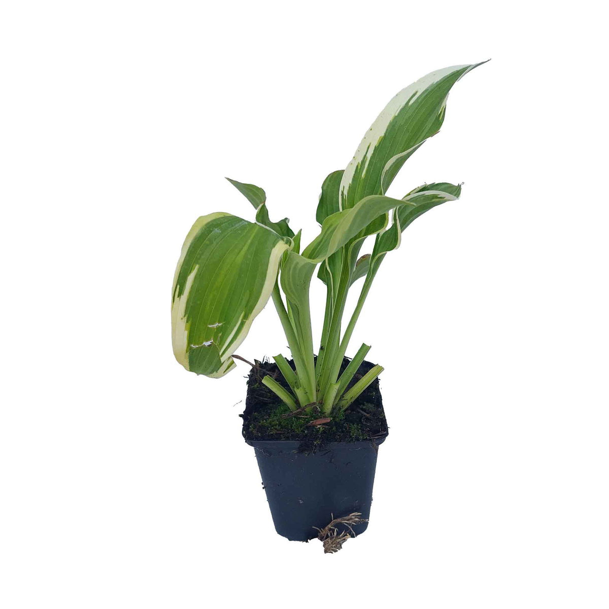 Hosta 'Moerheim' P9 - White variegated leaves