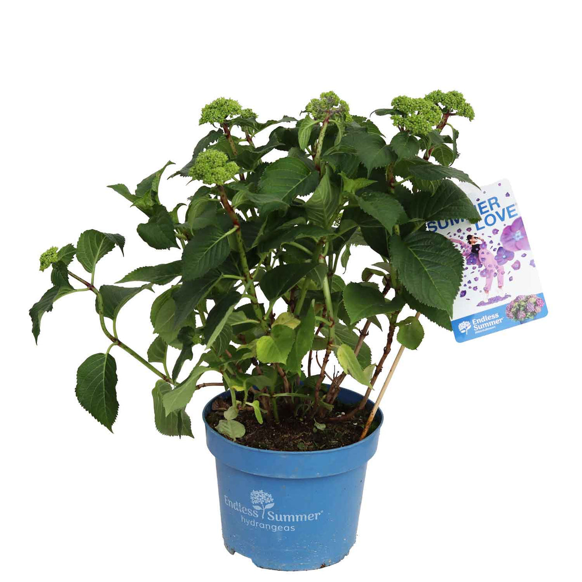 Hortensia - Hydrangea Endless Summer Love Purple 5L potte.
