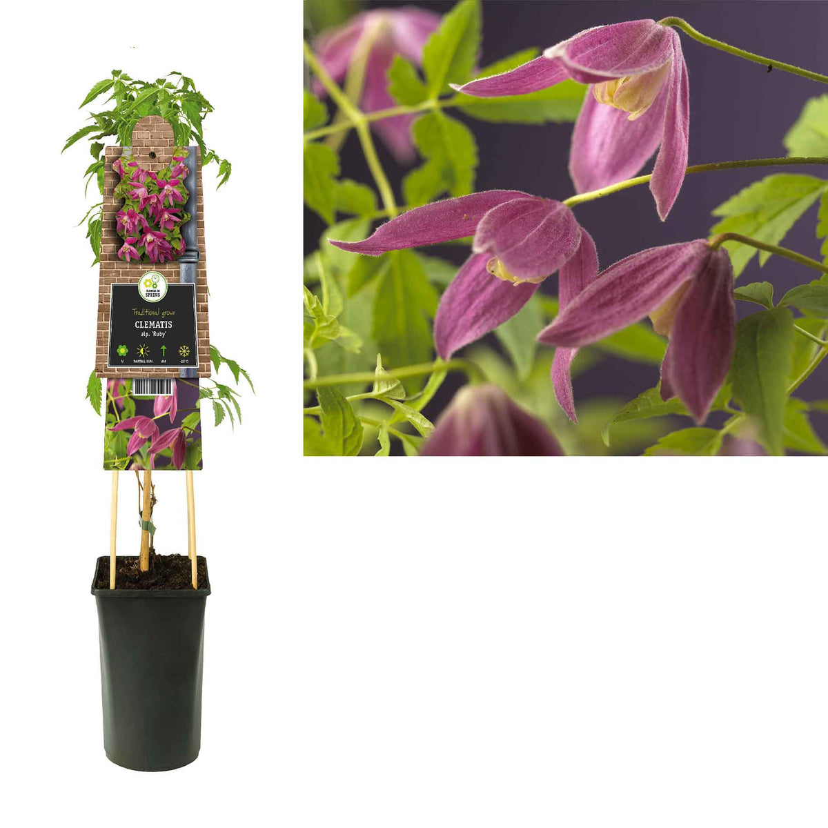 Clematis (Atragene) 'Ruby' 17cm