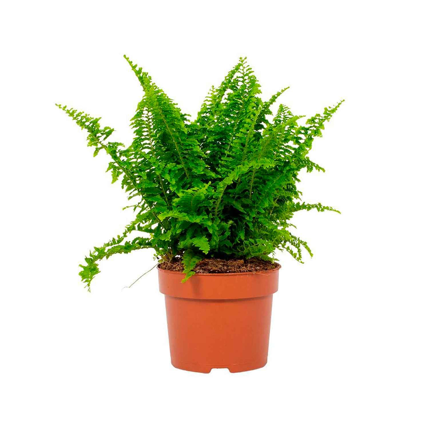 Nephrolepis ex. 'Vitale' 12cm