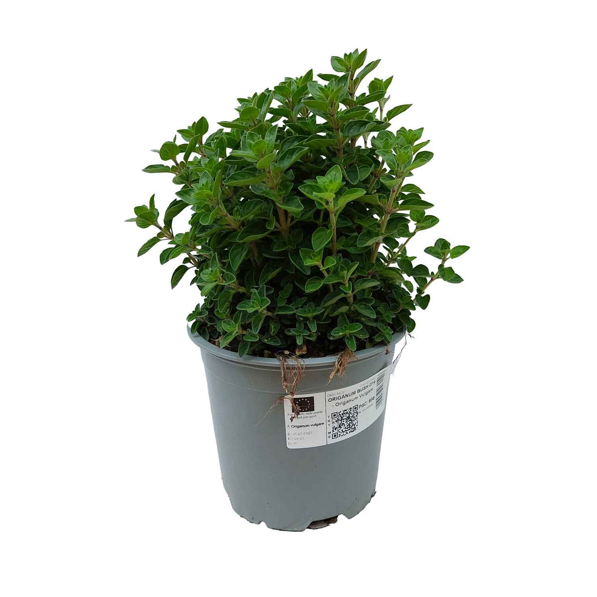 Oregano Origanum vulgare - 14 cm