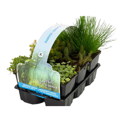 Iltgivende vandplanter - Oxygen plants in sixpack | Köp online