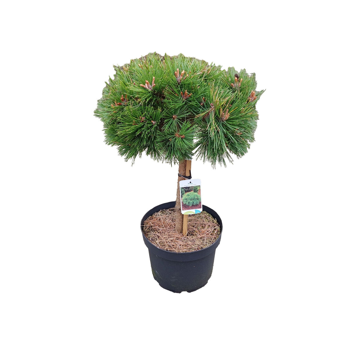 Japansk rødfyr - Pinus densiflora 'Low Glow' C10 40cm st