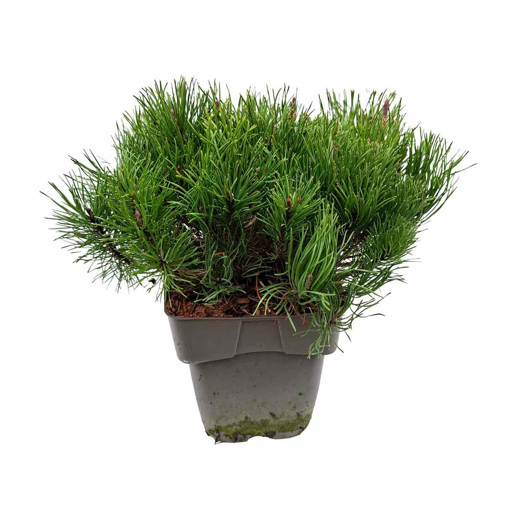 Bjergfyr - Pinus mugo pumilio C3 20-25 CM