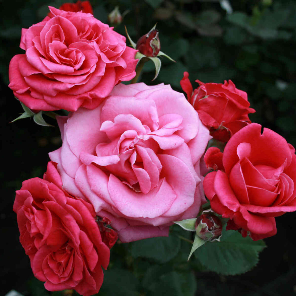 Rose 'Charisma' - En af vores favoritter fra Noach Rosen