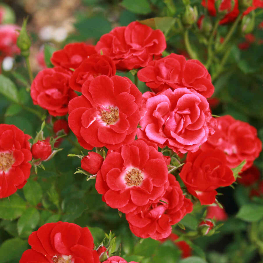 Groundcover Rose 'Charming Cover'