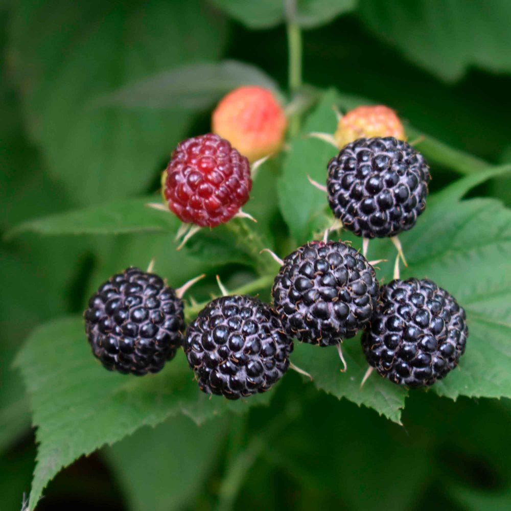 Brombær - Rubus idaeus 'Black Jewel' C2 30- 40