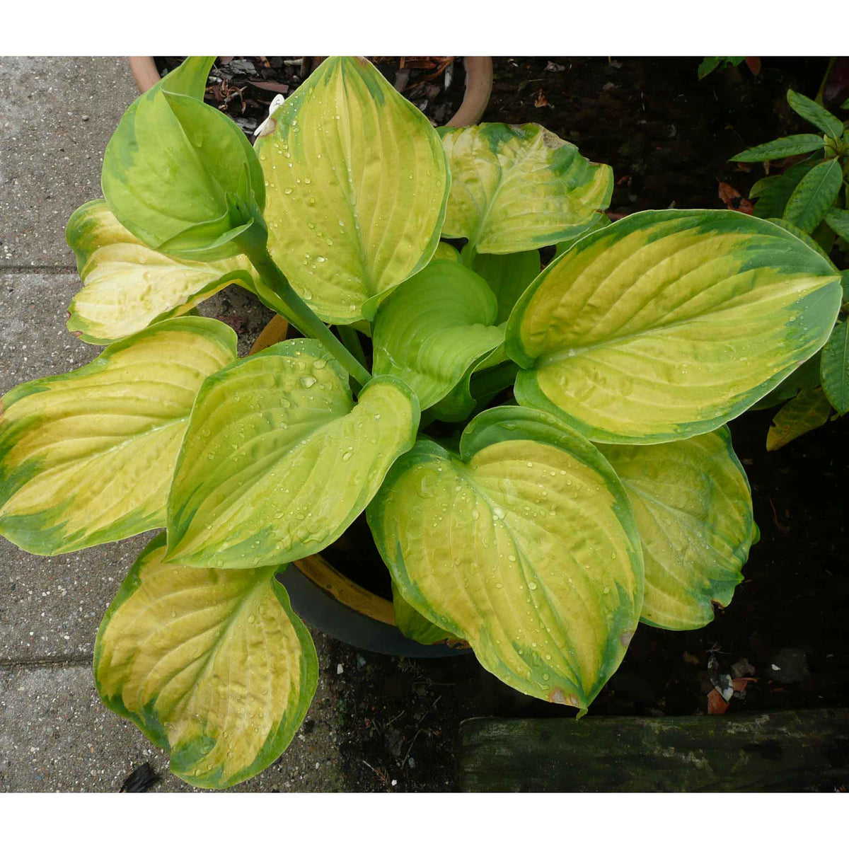 Hosta 'Stained Glass' 9cm