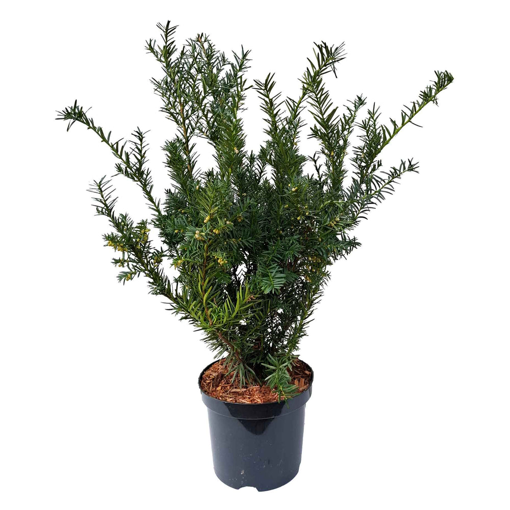 Taks - Taxus media 'Farmen' 50-60cm C3
