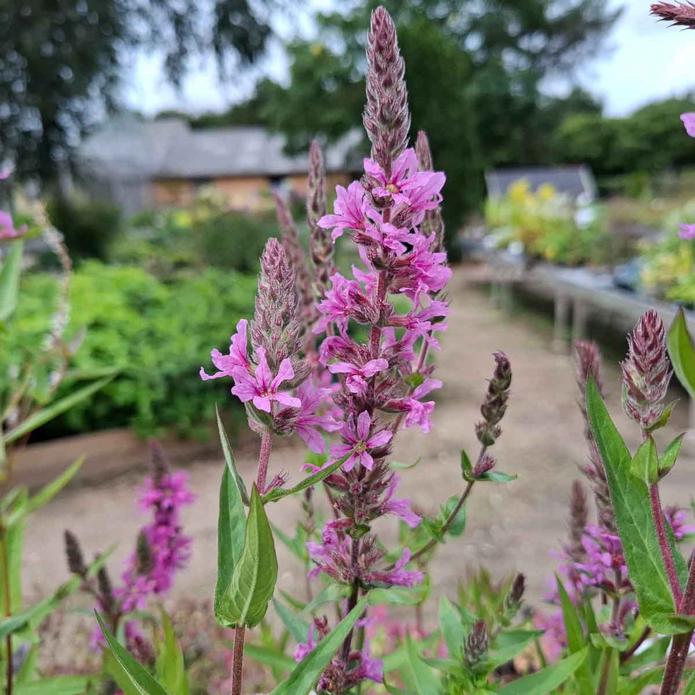 Kattehale - Lythrum salicaria 1L