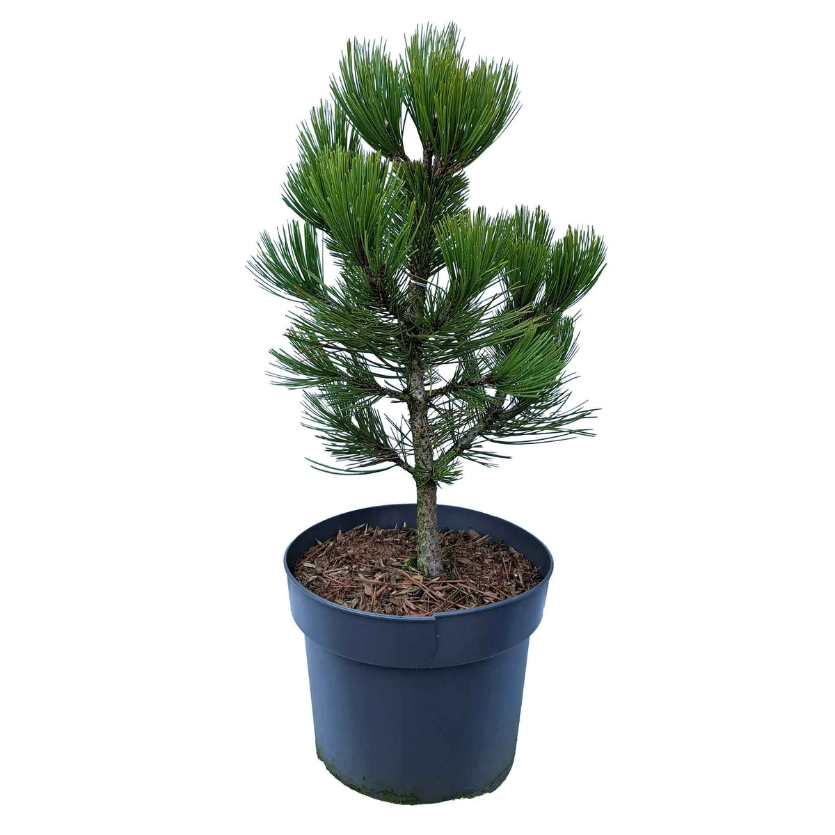 Slangehamsfyr - Pinus heldreichii 'Compact Gem' 40-50 C7.5