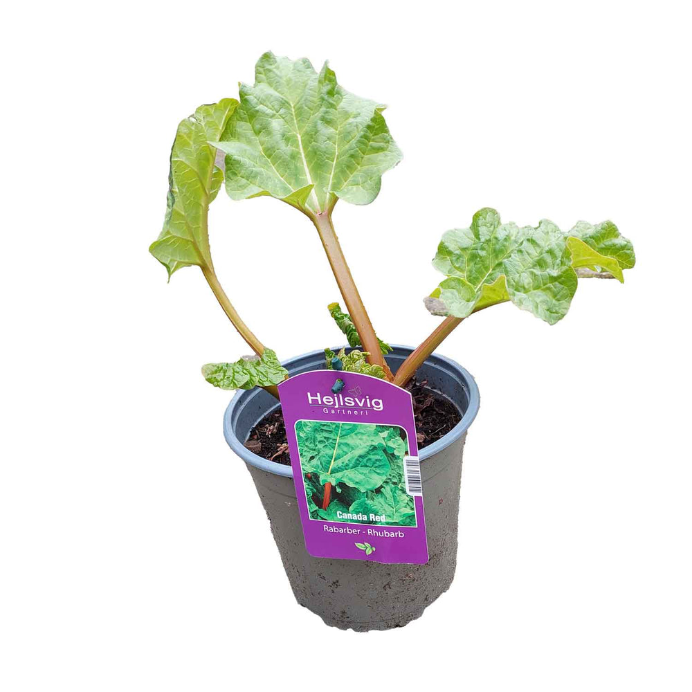 Rabarber - Rheum 'Canada Red' 2,3L pot