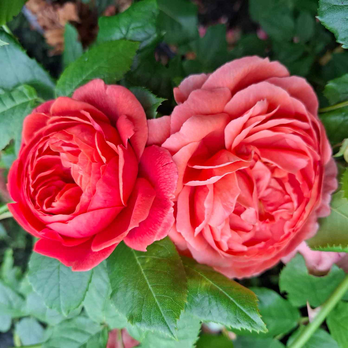 Rosa 'Summer Song'