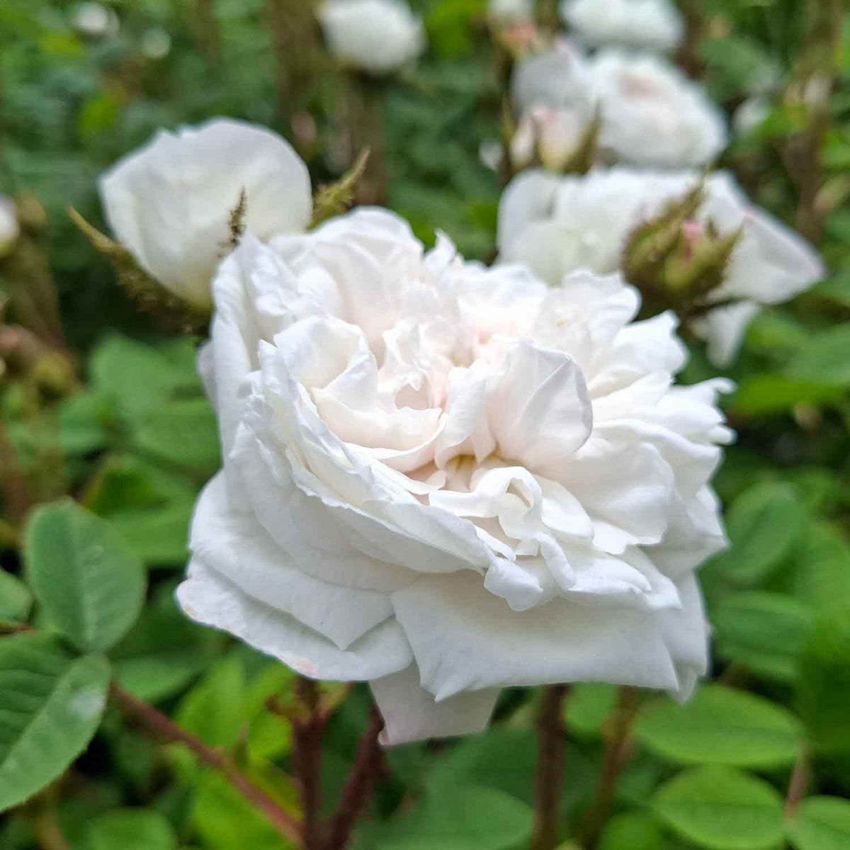 Moss rose - Rosa centifolia muscosa 'Blance Moreau'