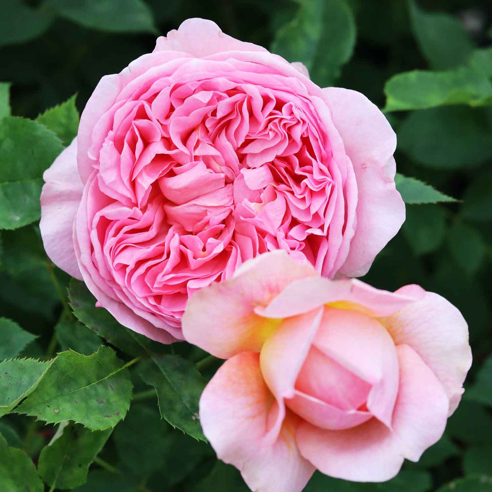 Engelsk rose 'Boscobel'