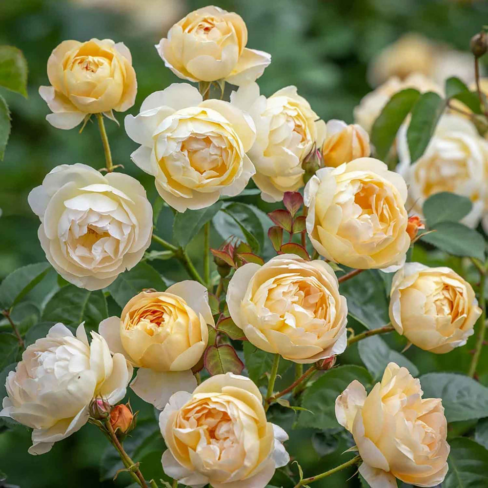 Rosa 'Dannahue' (Ausa6b15) - Engelsk rose fra Austin roses