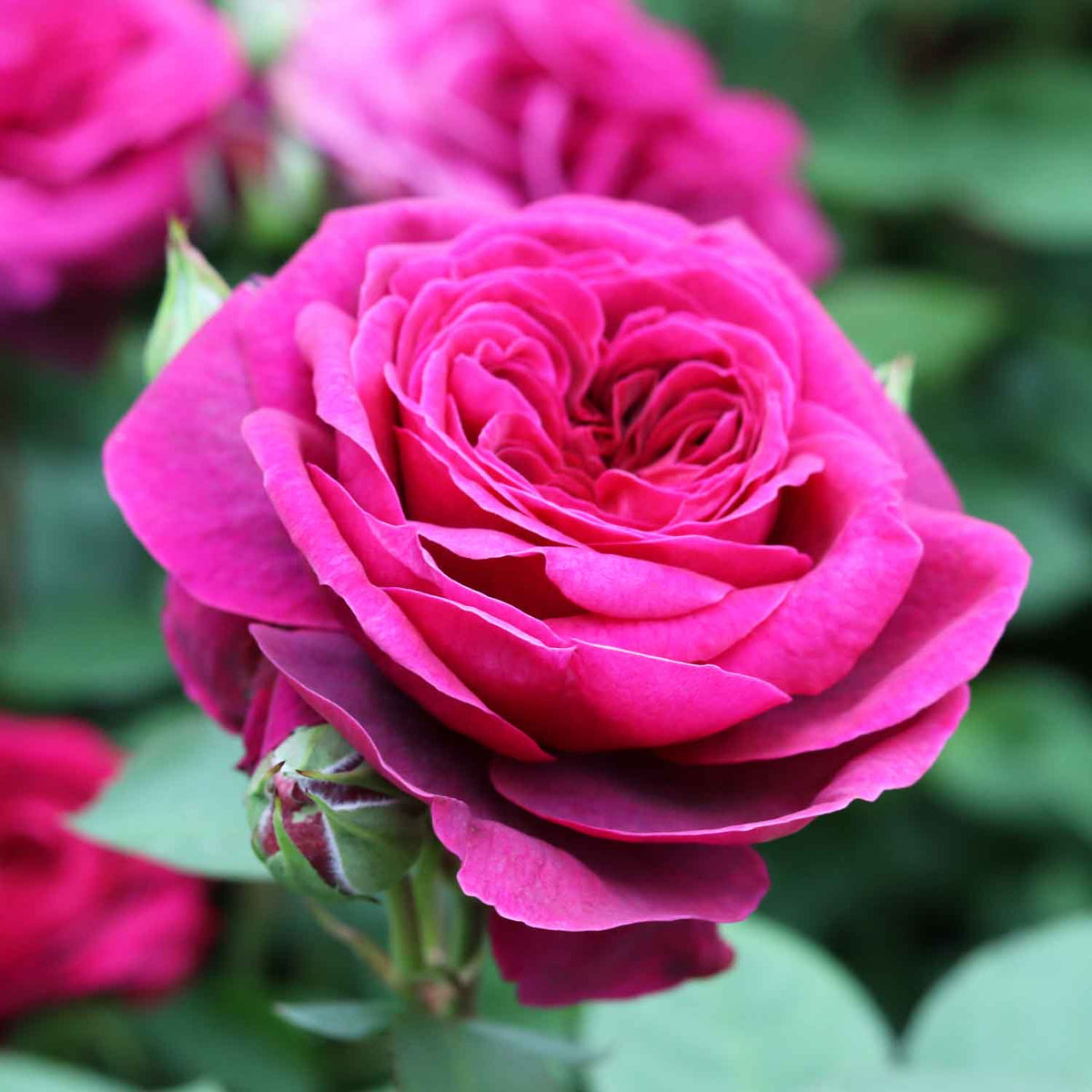 Rosa 'Deep Secret' - Greenhouse rose