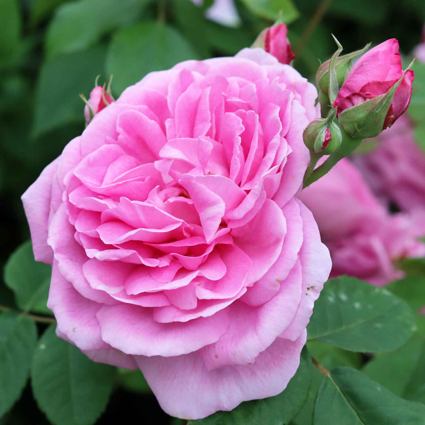 Rose 'Gertrude Jekyll'