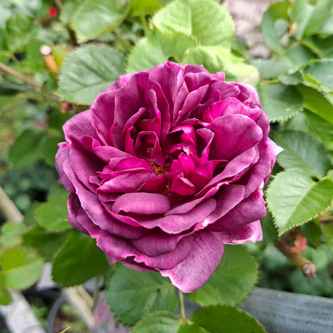 Rosa 'Minerva' 90cm stamme
