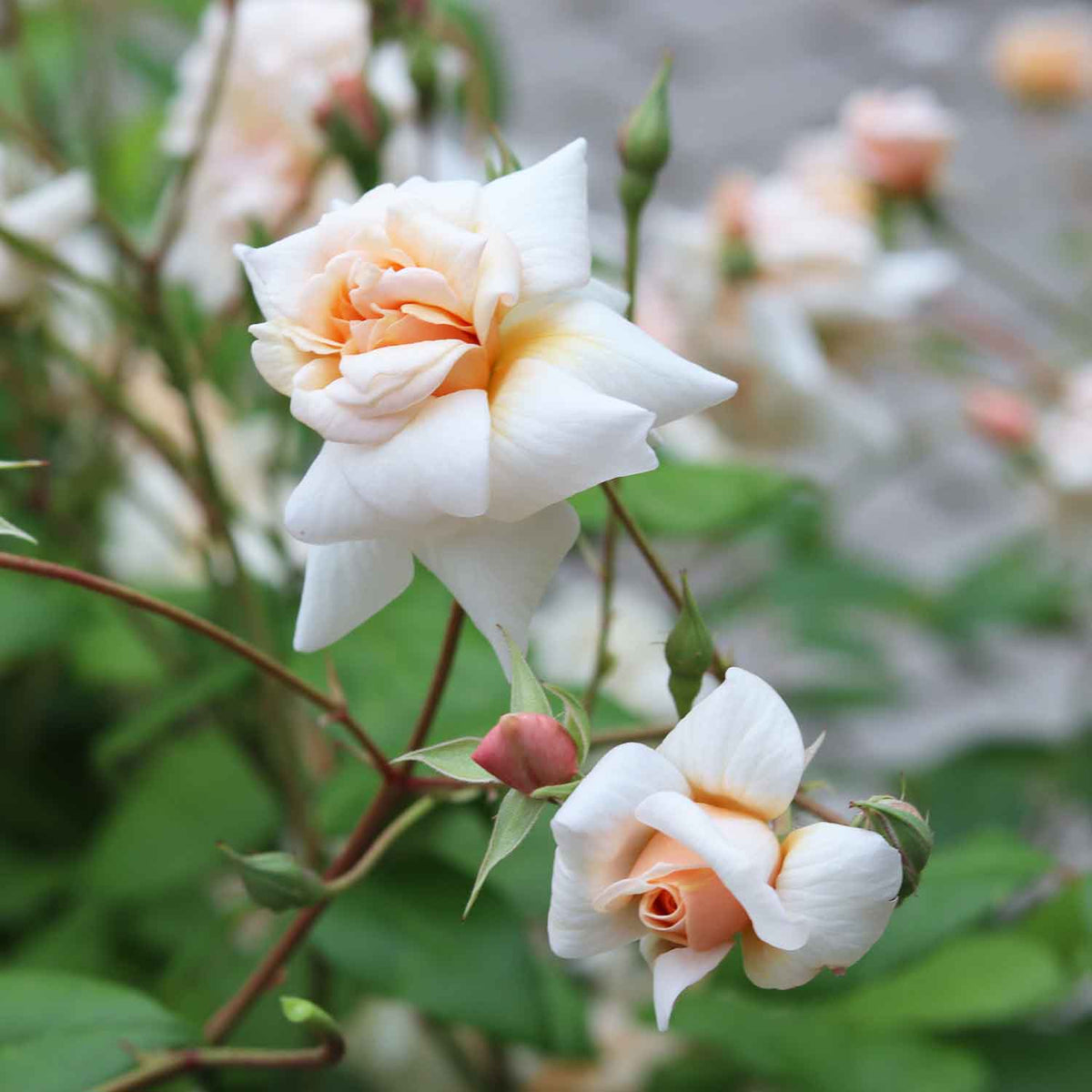 Historical rose 'Perle d'Or'