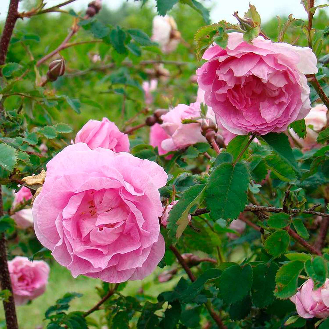 Klitrose - Rosa pimpinellifolia 'Poppius'