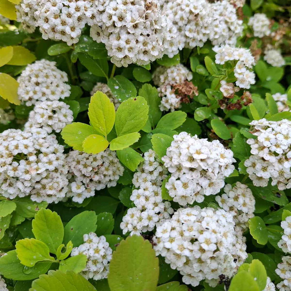 Birkebladet spiræa - Spiraea betulifolia 'Thor' 25/30 C3